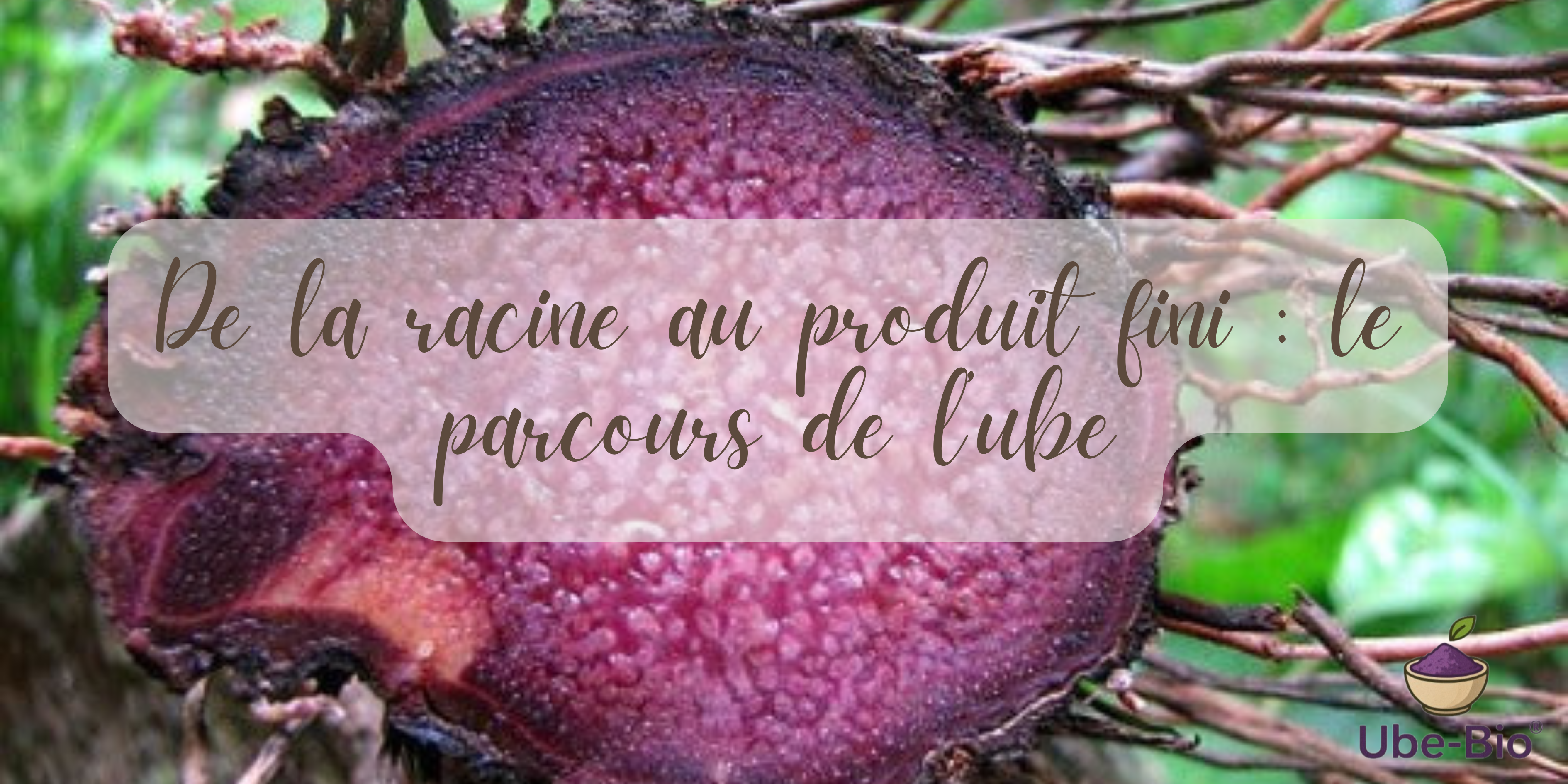 Ube-Bio: Boutique Française d'Ube, poudre d'Igname Violet – UBE-BIO